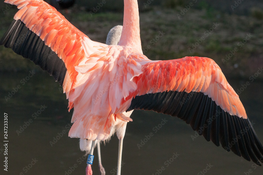 Flamingo Wings