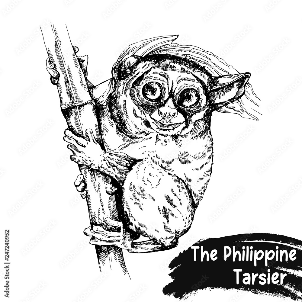 Hand drawn sketch style Philippine tarsier isolated on white background ...