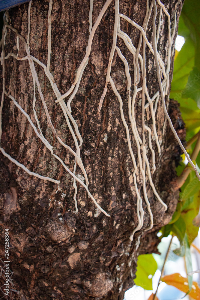 Foto de The root of Parasitic plant on the big tree. The closeup nature ...