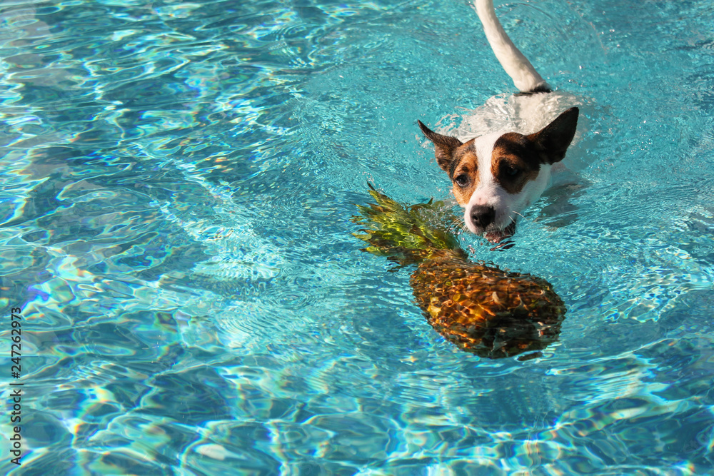 Do Jack Russells Like To Swim