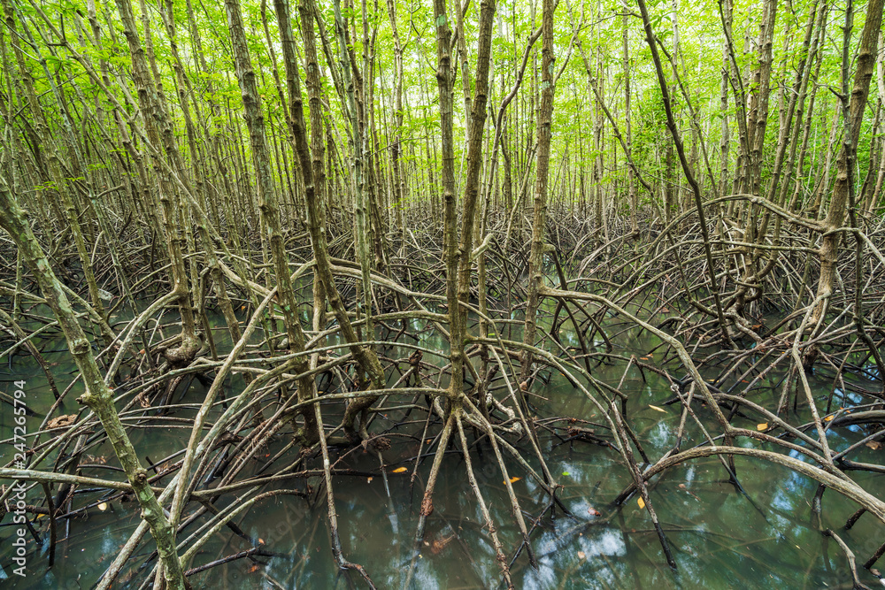 mangrove forest tree and root at Tung Prong Thong, Rayong, Thailand ...