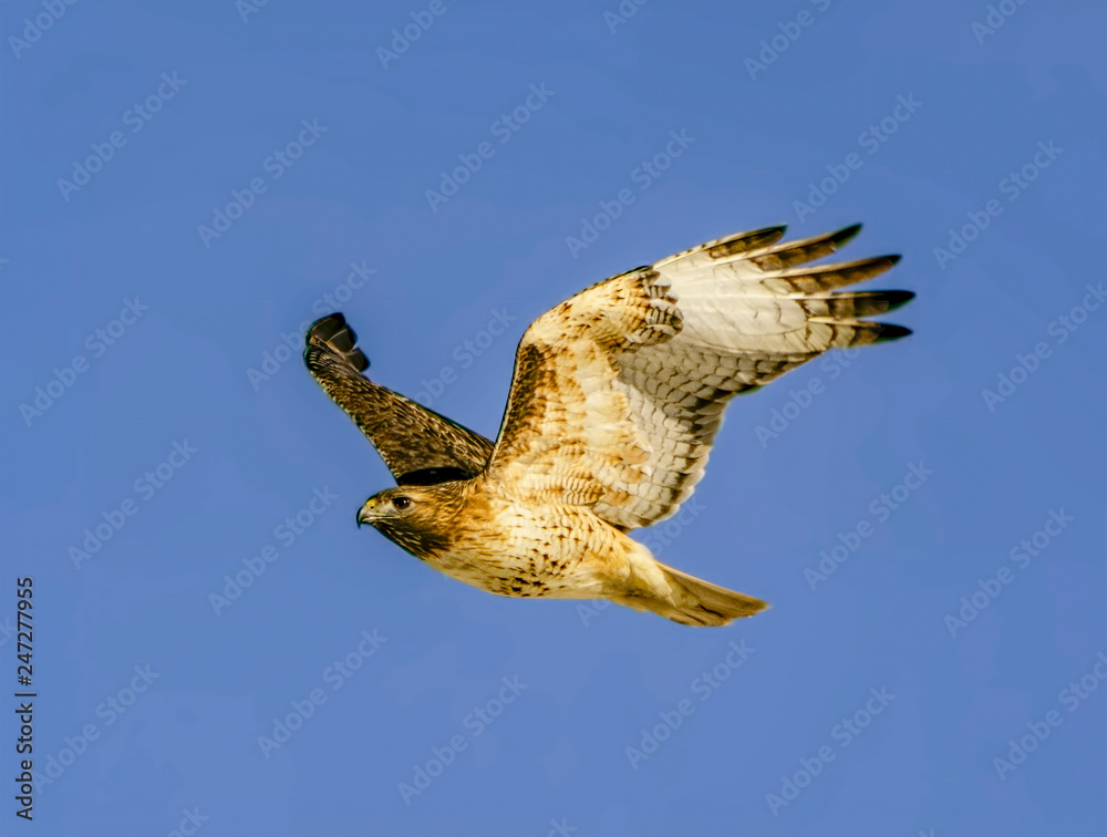 Red-Tailed Hawk in Flight Wings Up - A red-tailed hawk flies overhead ...