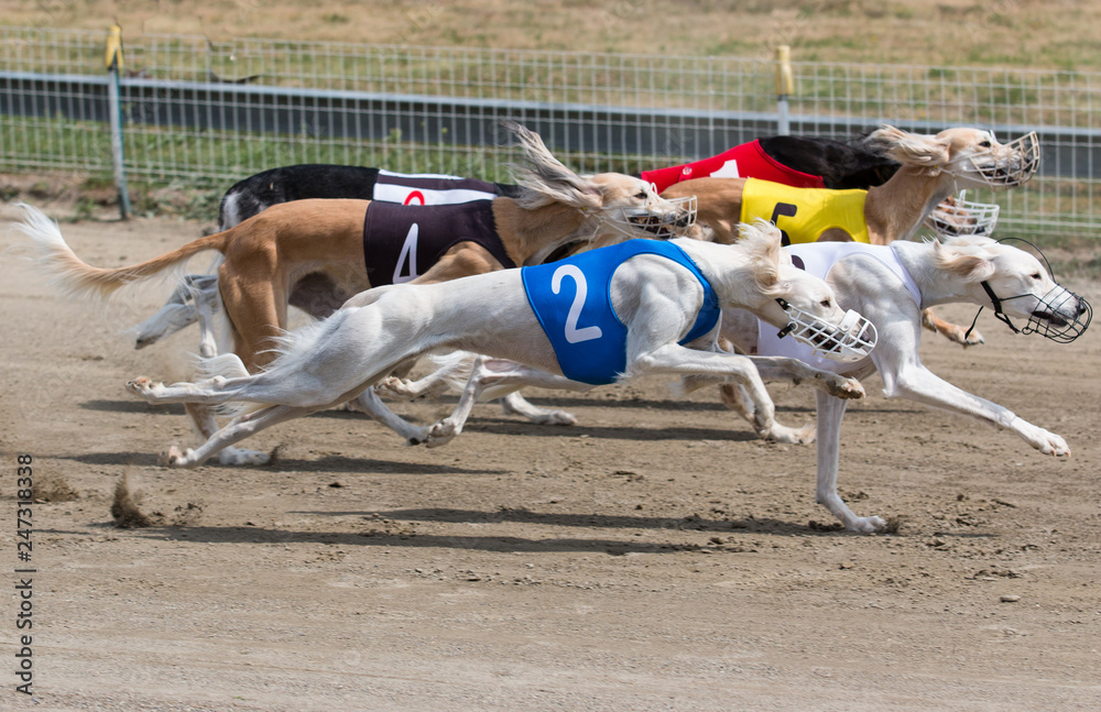 Saluki Racing