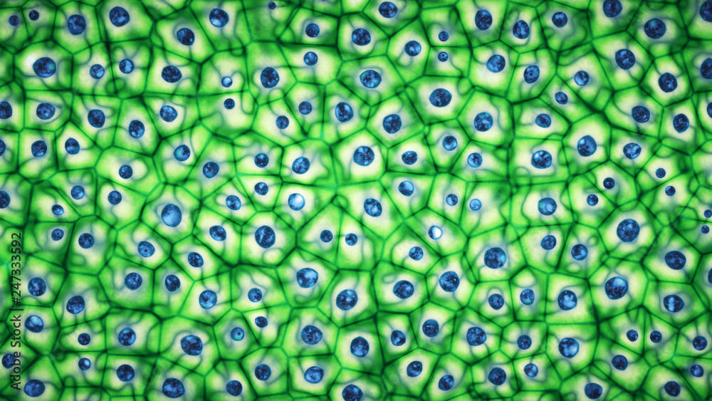 Embryonic bright green stem cells colony under a microscope. Cellular ...