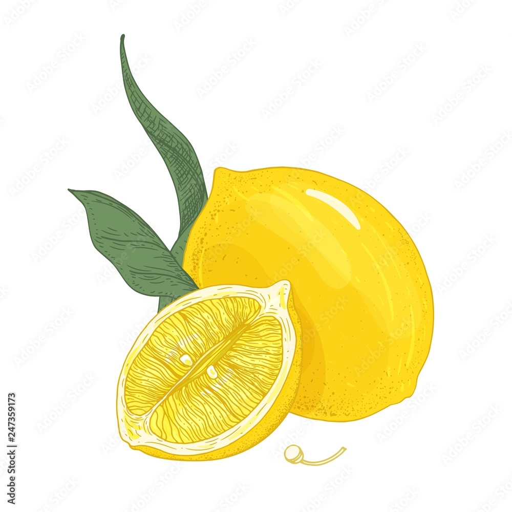 Vintage Lemon Drawing