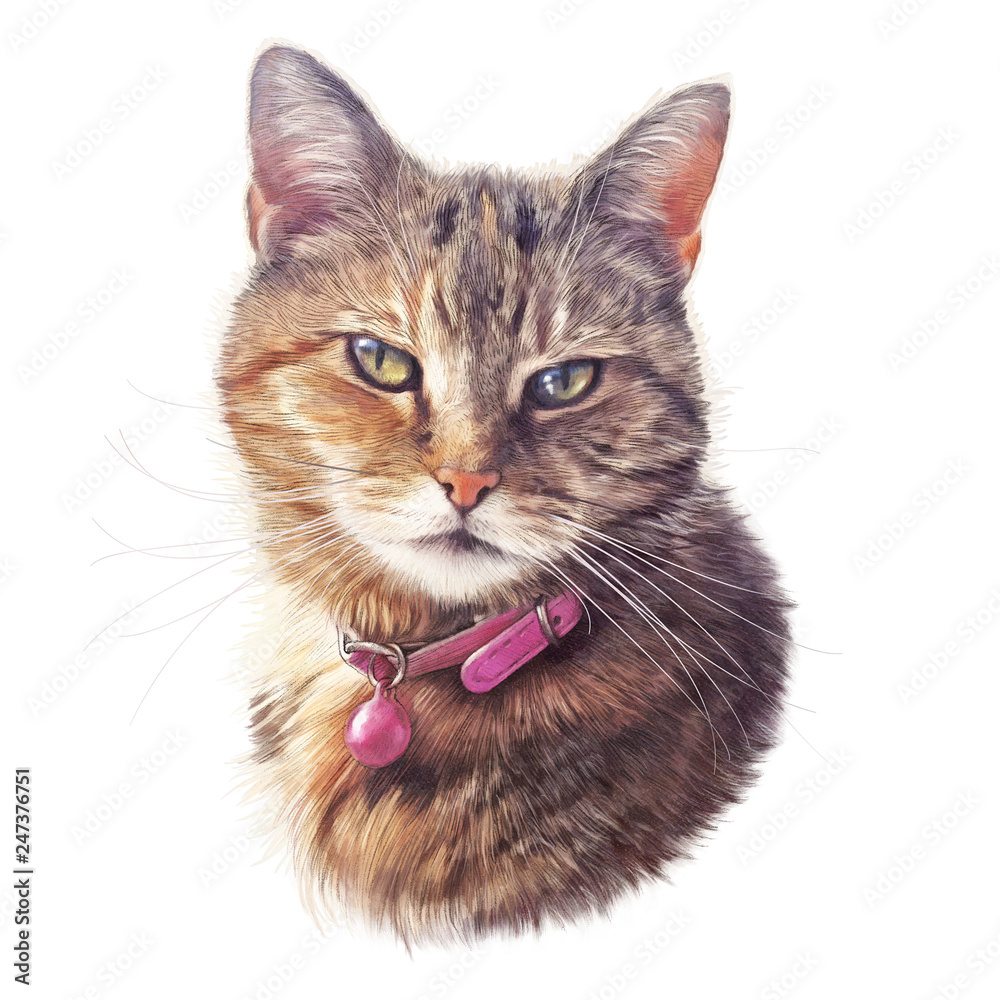 Realistic Cat Sketch Cute