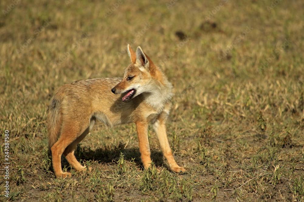 African golden wolf, Ngorongoro Conservation Area, Tanzania Stock Photo ...