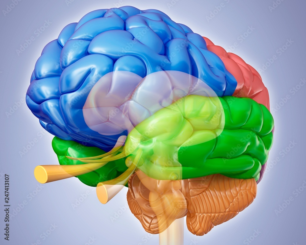 Human brain regions, illustration Stock Photo | Adobe Stock