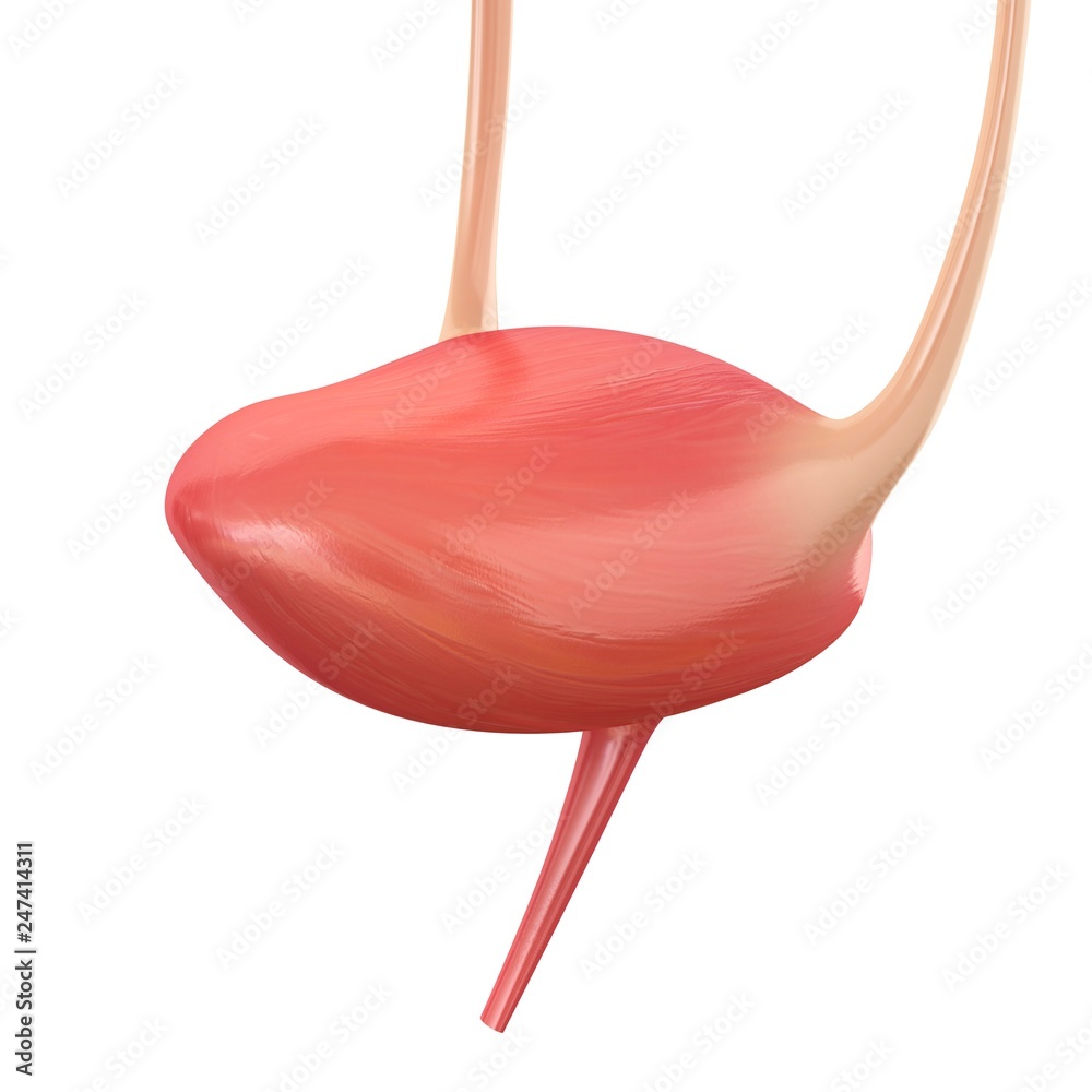 Bladder anatomy, illustration Stock Photo | Adobe Stock