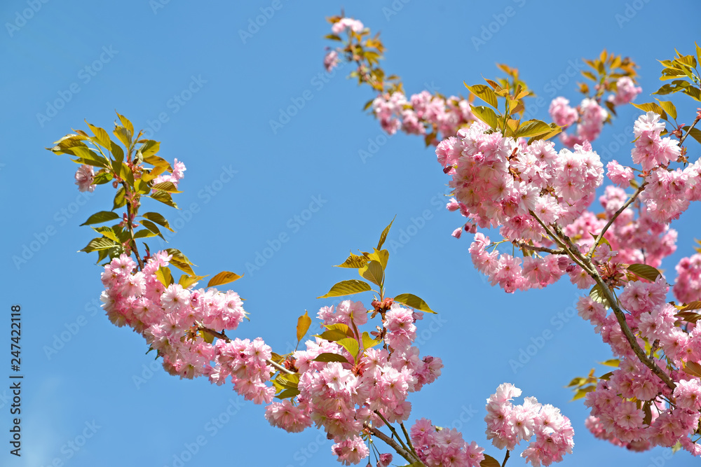 Branches of the blossoming Oriental cherry (Prunus serrulata Lindl.) on ...