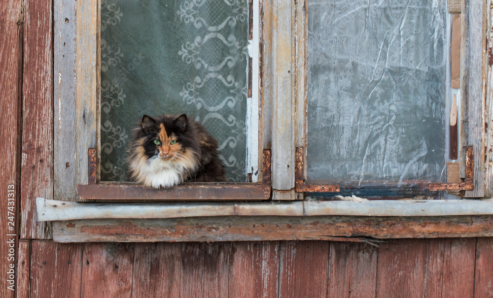 homemade cat in urban entourage. the domestic cat sits on the old ...