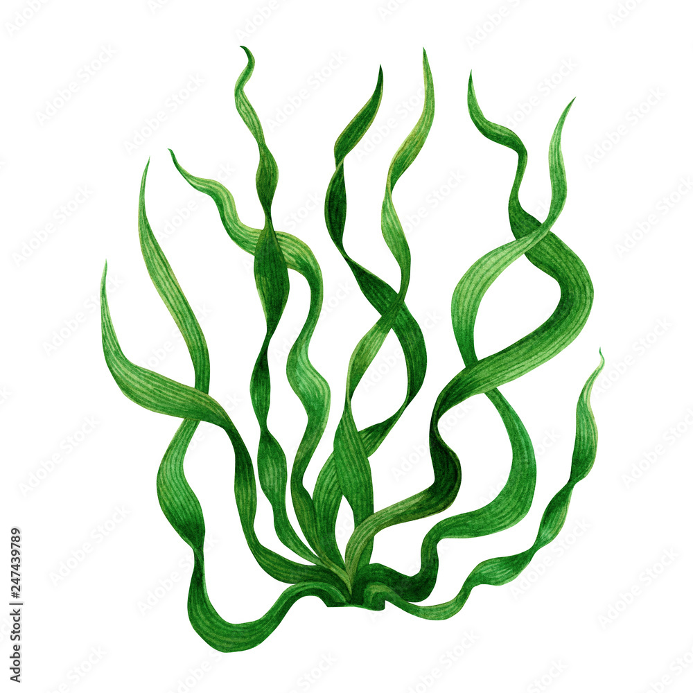 Green Seaweed