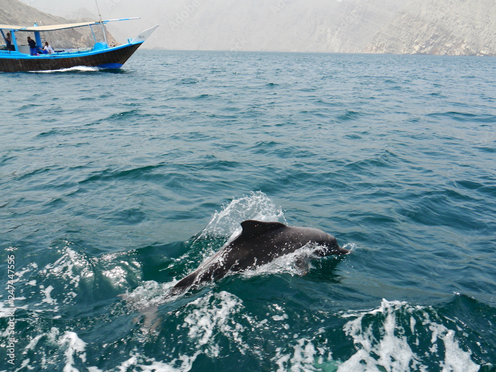 group of jumping bottlenose dolphins seen on a dhow boat cruise, fjords ...