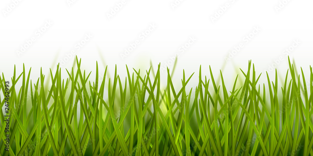 Vector realistic seamless green grass border or frame isolated on white ...