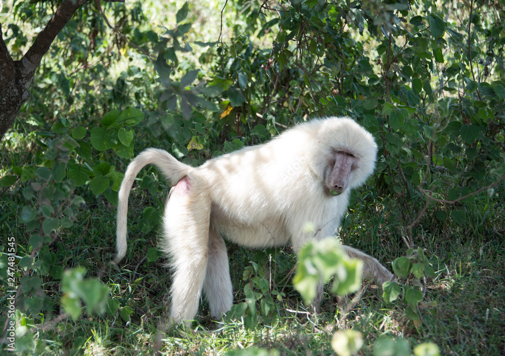 Albino Baboon