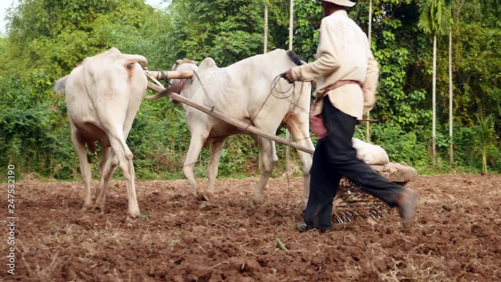 Oxen pulling an old roller to compact soil after it has been loosened ...