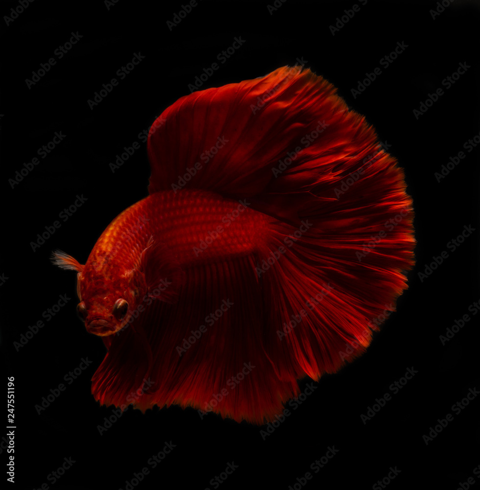 Black And Red Betta Fish
