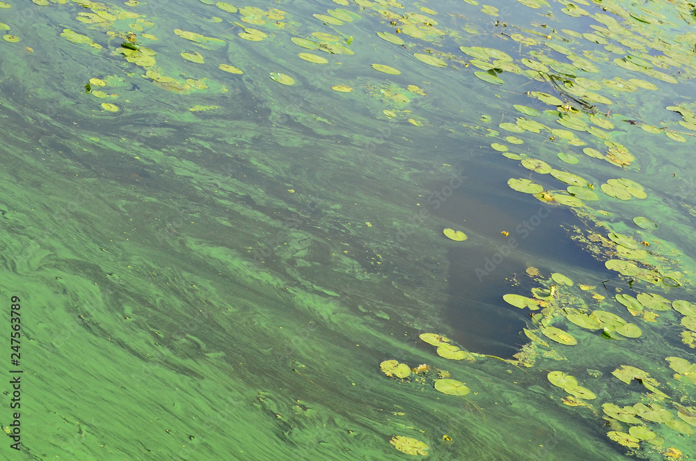 The surface of an old swamp covered with duckweed and lily leaves Stock ...