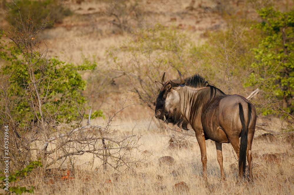 Blue wildebeest (Connochaetes taurinus), aka common wildebeest, white ...