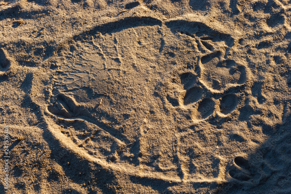 African bush elephant (Loxodonta africana) aka African savanna elephant ...