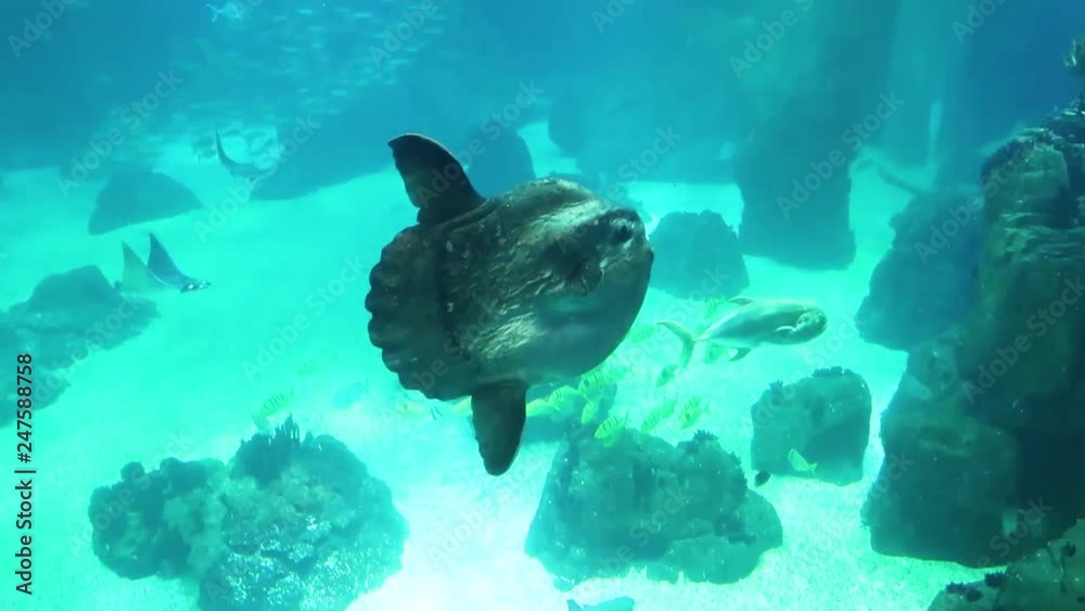 underwater world, big floppy sunfish is swimming in clear blue water ...