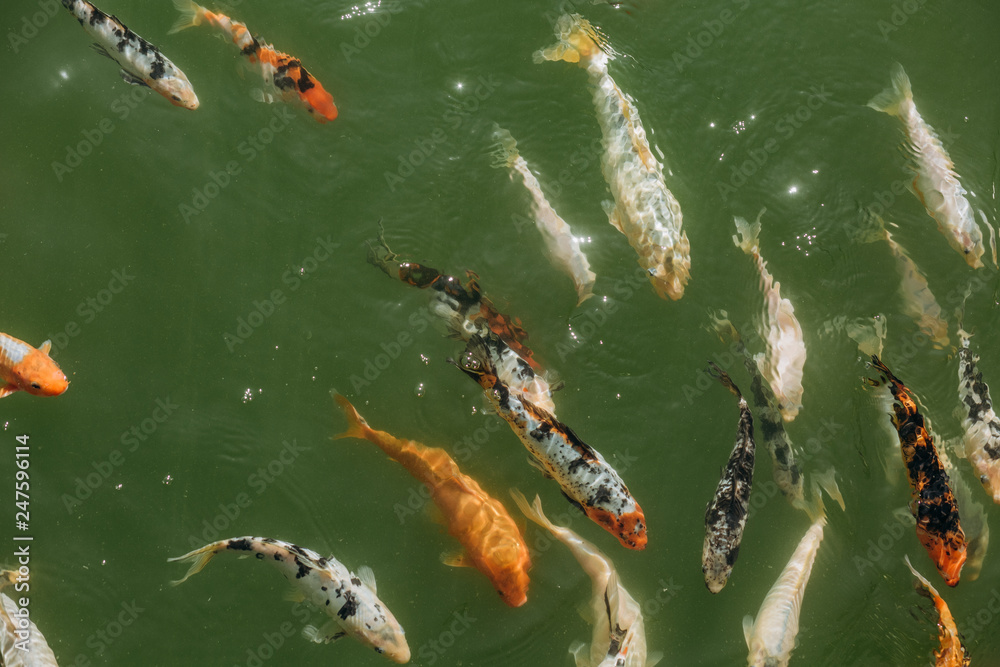 Koi Carp Fish Breeding