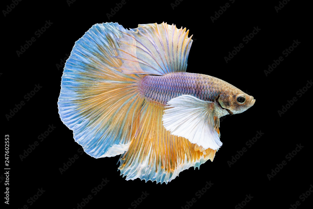 Multi Colored Betta Fish