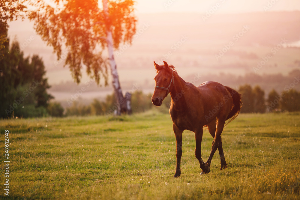 Center of frame is brown horse. In background, white birch, on distance ...