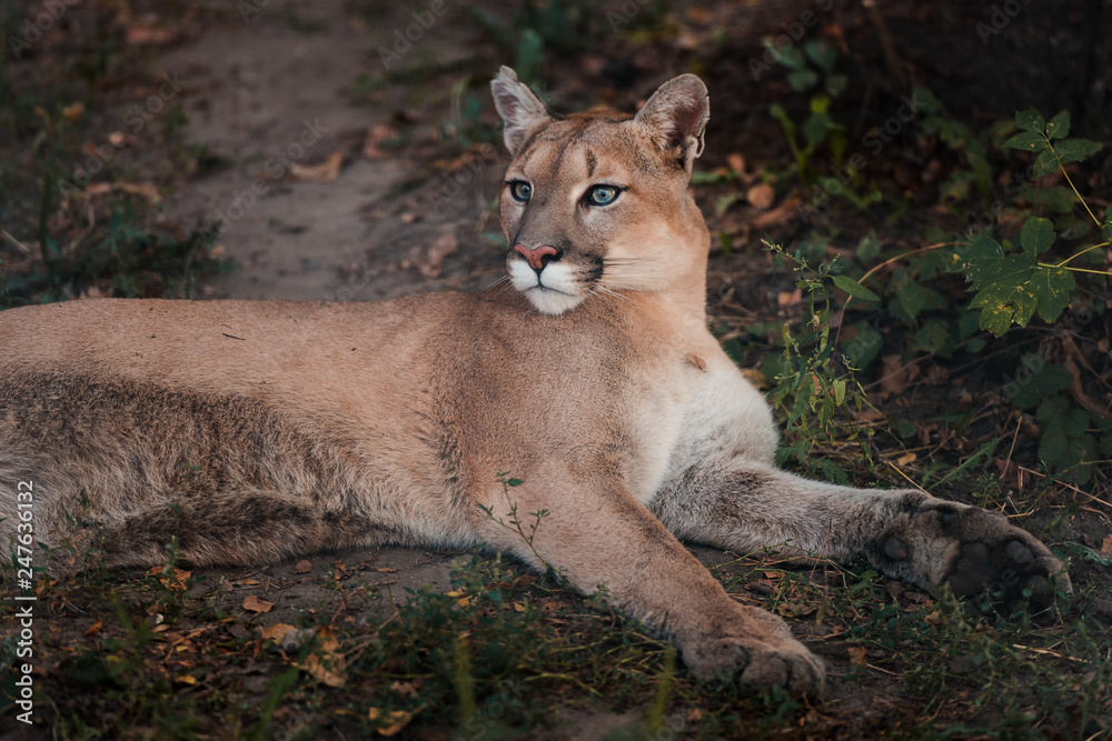 Portrait of Beautiful Puma. Cougar, mountain lion, puma, panther ...
