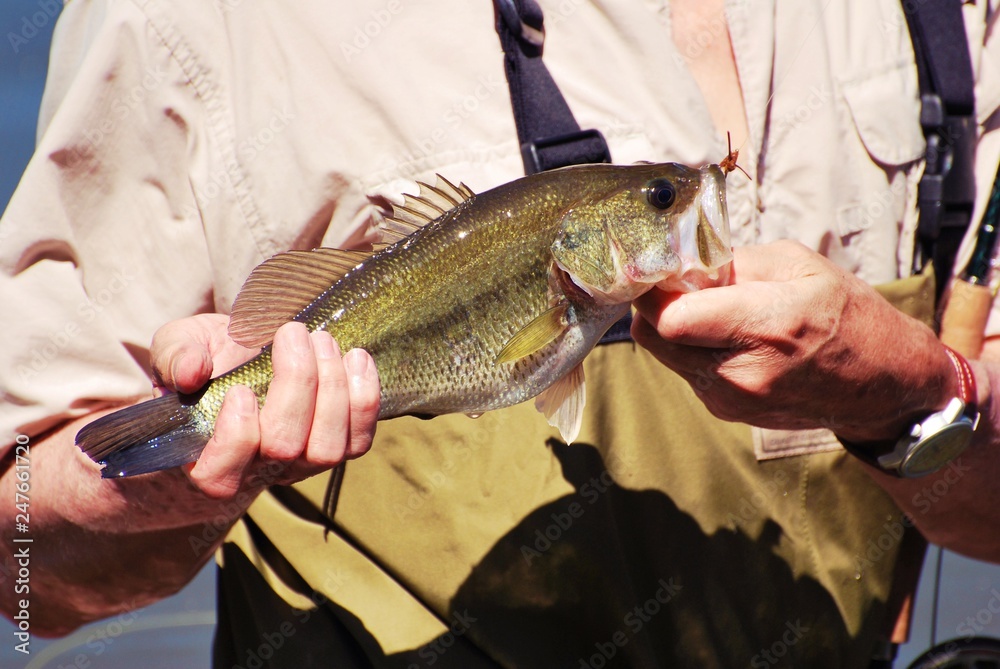 Small Mouth Bass display with two hands out of the water. Fisherman ...