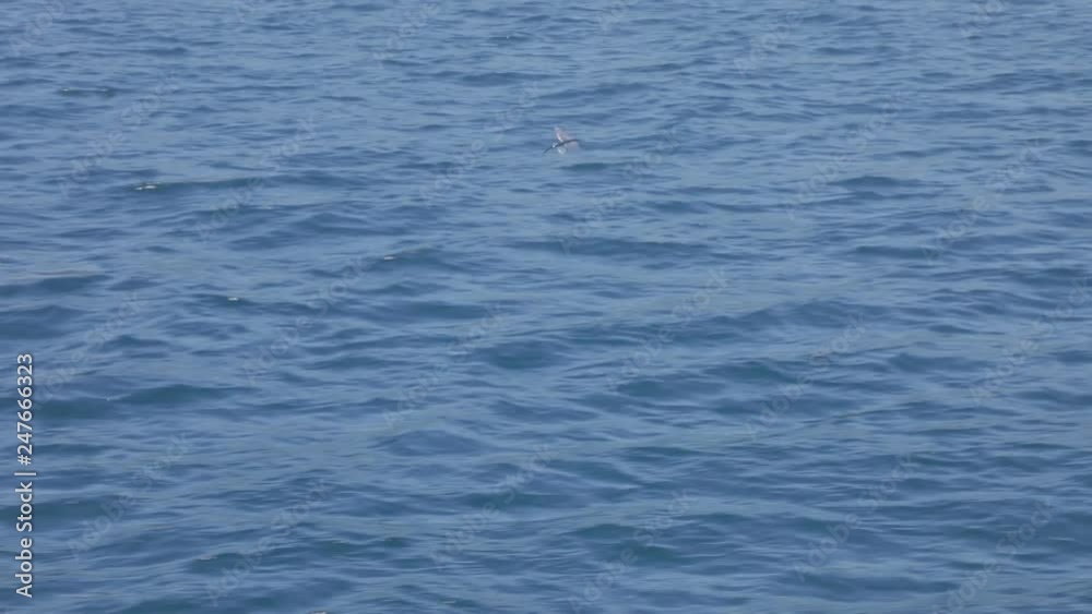 A flying fish, Exocoetidae, leaps from the water and soars just above ...