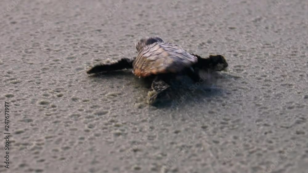 Close up shot of a baby Sea Turtle hatchling struggling to make its way ...