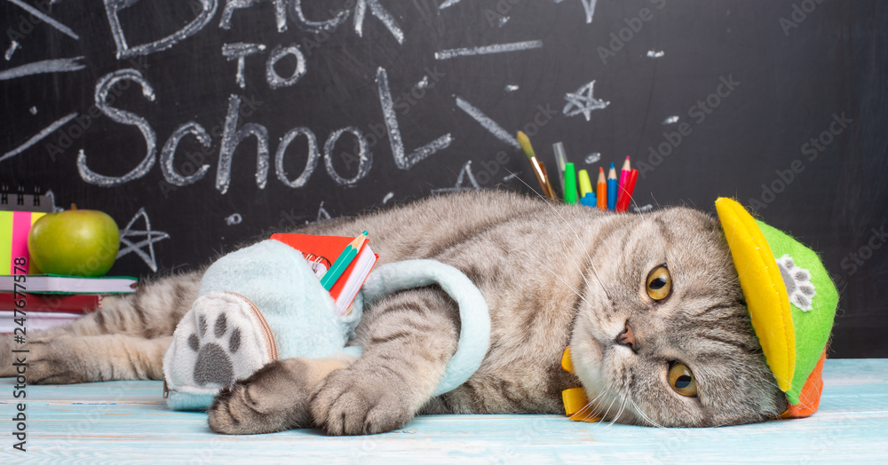 Back To School Cat