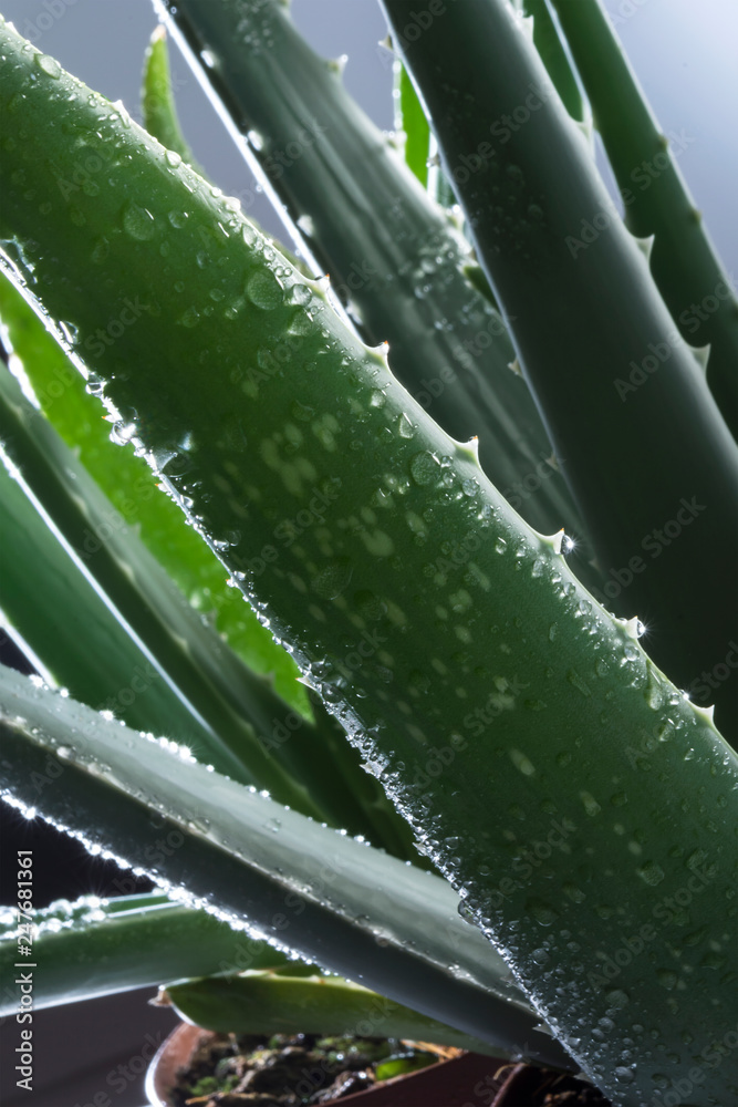 Aloe Vera, Sábila, Naturaleza, Rocío, Gotas, Agua, Ecología, Hojas ...