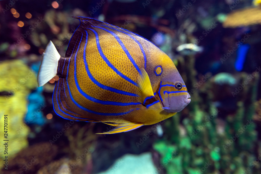 Annularis Angelfish (Pomacanthus annularis) , coral fish, Stock Photo ...