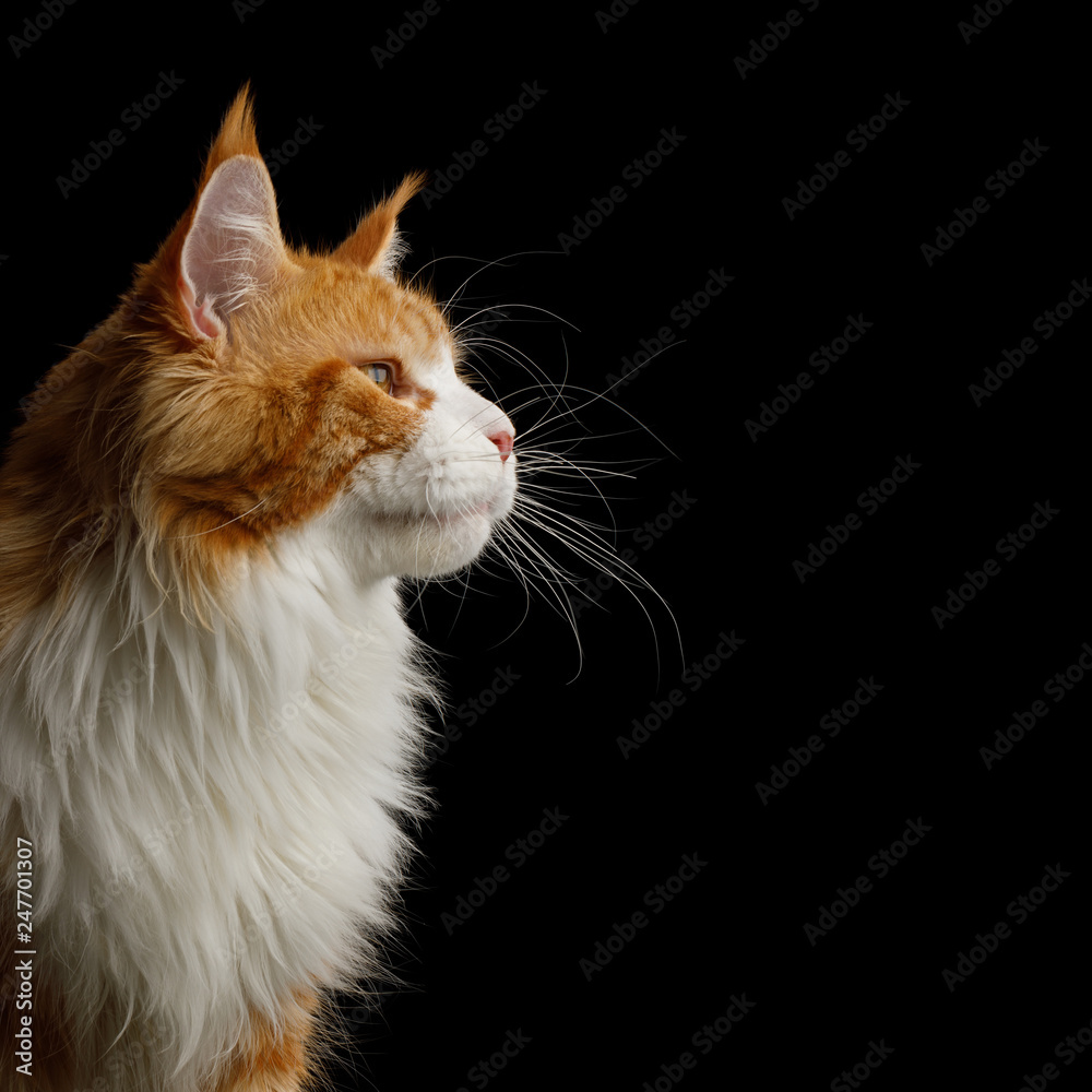 Portrait of Ginger Maine Coon Cat with white chest Stare at side ...