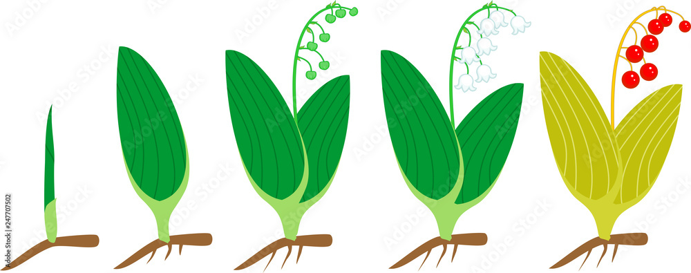 Lily Life Cycle