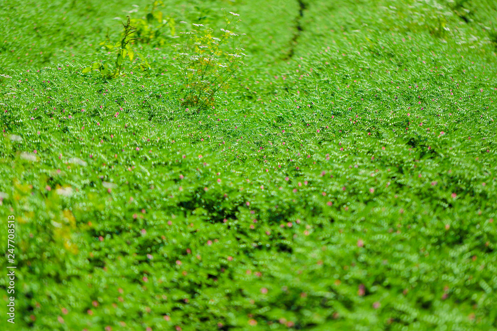 Fresh Green Chickpeas field , Chick peas also known as harbara or ...