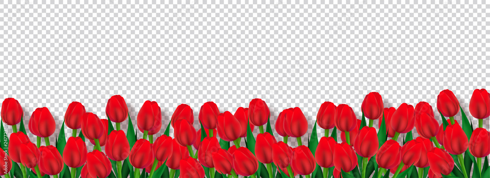 Red tulip flowers decorated transparent background, advertising header ...