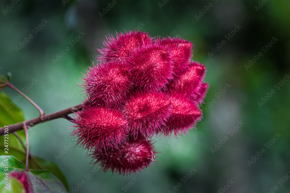 Urucum, Brazilian Fruit This fruit it is a typical from brazilian ...