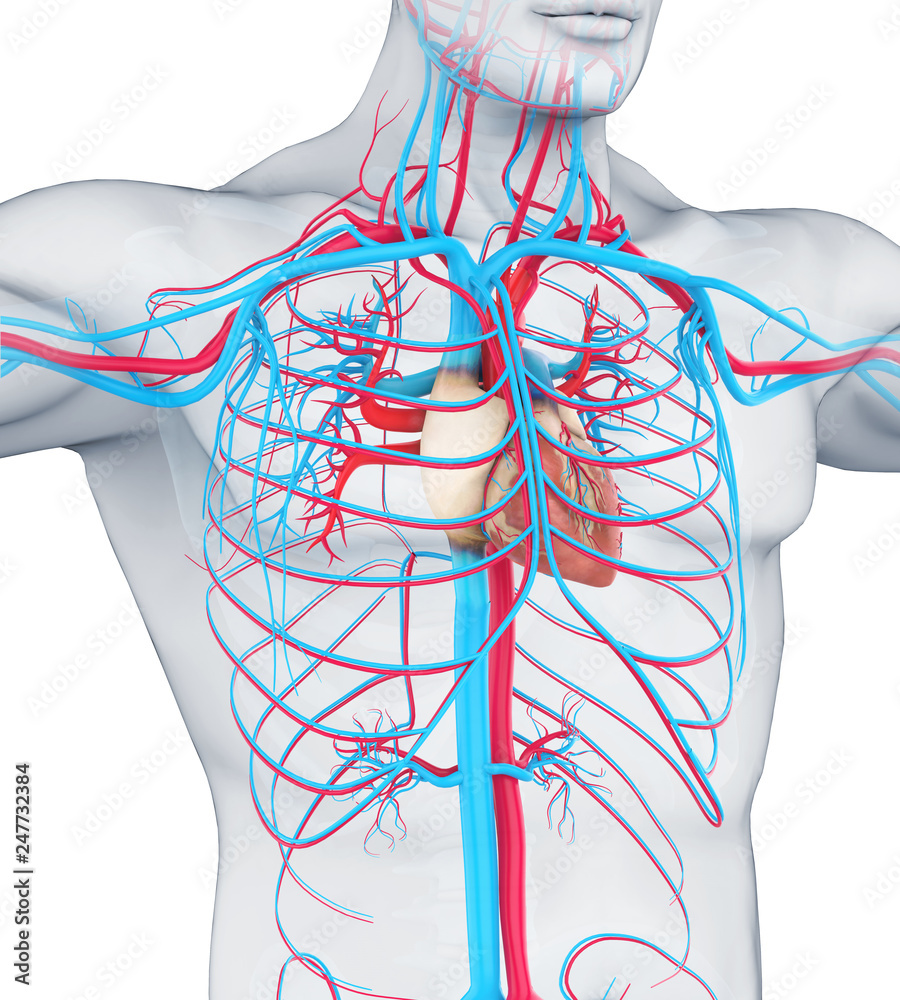 Human Circulatory System Illustration Stock Illustration | Adobe Stock