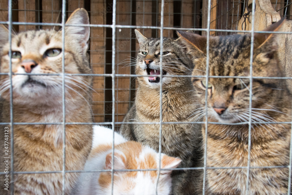 Poster wild cats in a cage – Wall Art | UkPosters