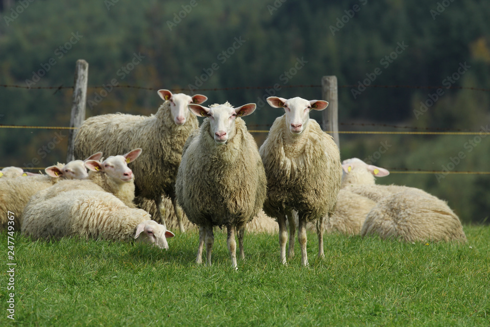 Begegnung mit Schafen auf der Weide - stehende und liegende Schafe auf ...
