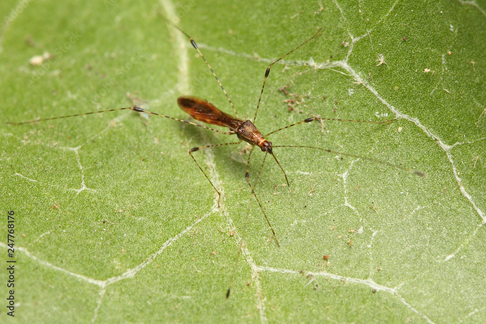 Arachnophile stilt bug sitting on the ivy leaf. A weird insect species ...