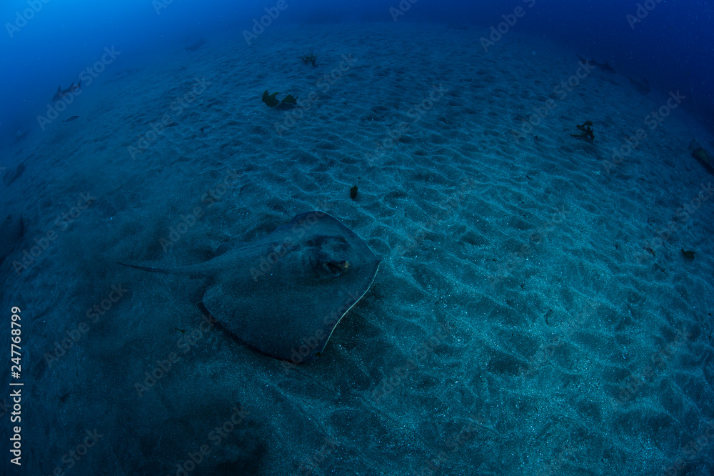 Banded hound shark and red stingray aggregation in Clear Blue Ocean of ...