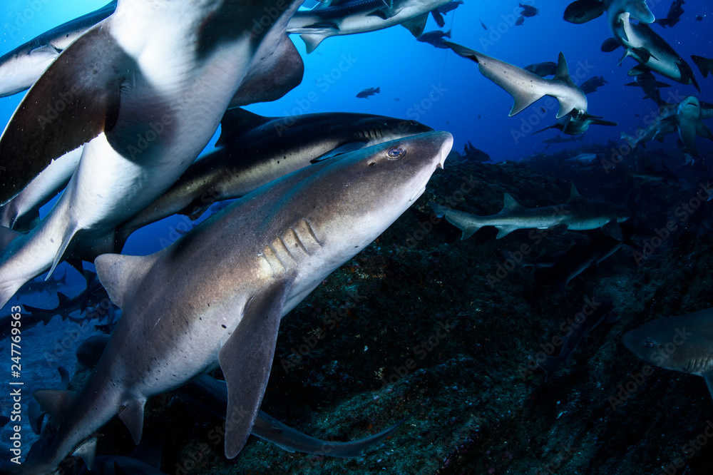 Banded hound shark and red stingray aggregation in Clear Blue Ocean of ...