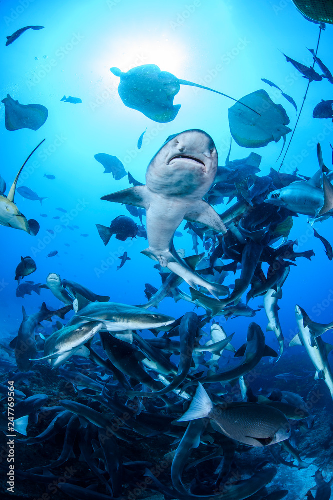 Banded hound shark and red stingray aggregation in Clear Blue Ocean of ...