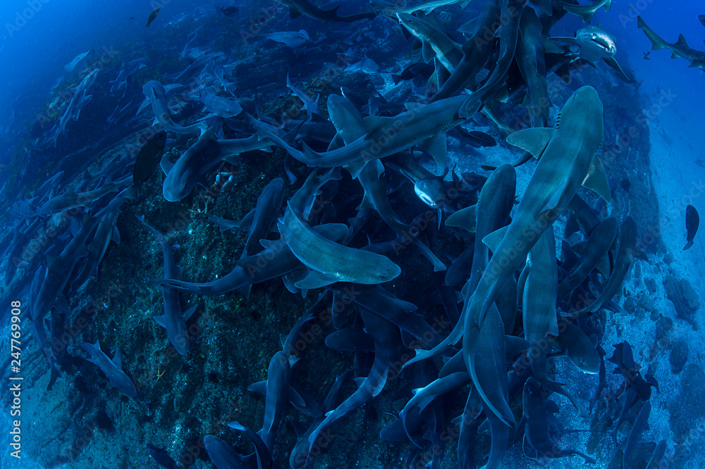Banded hound shark and red stingray aggregation in Clear Blue Ocean of ...
