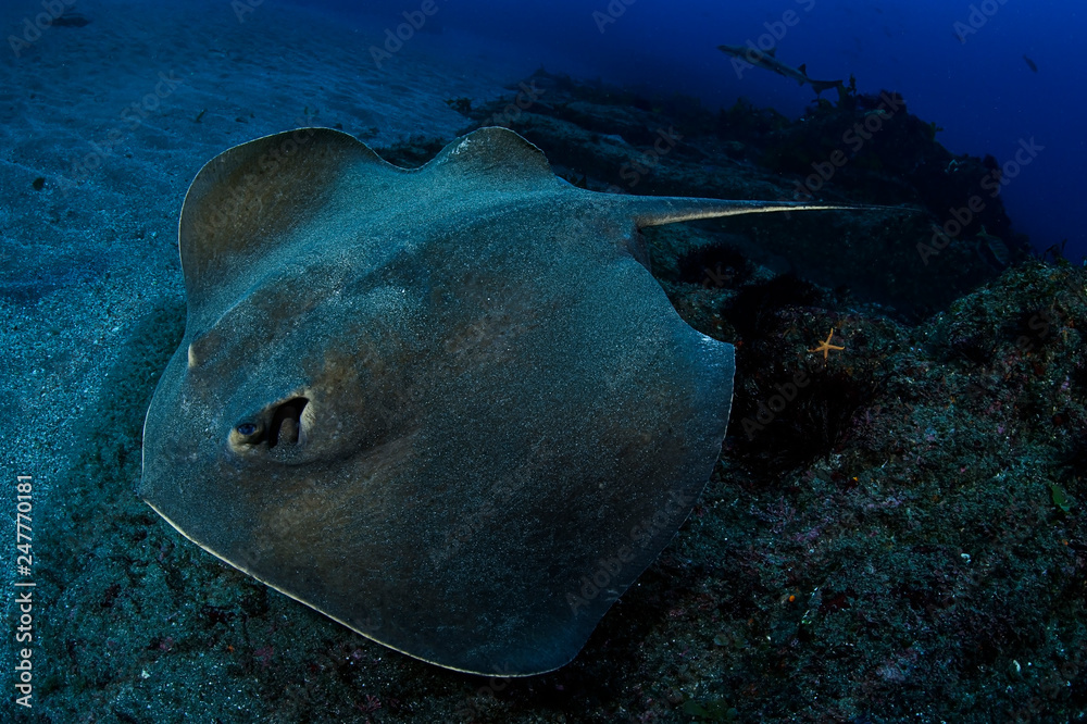 Banded hound shark and red stingray aggregation in Clear Blue Ocean of ...
