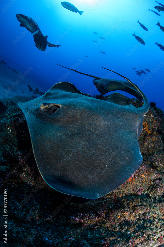 Banded hound shark and red stingray aggregation in Clear Blue Ocean of ...